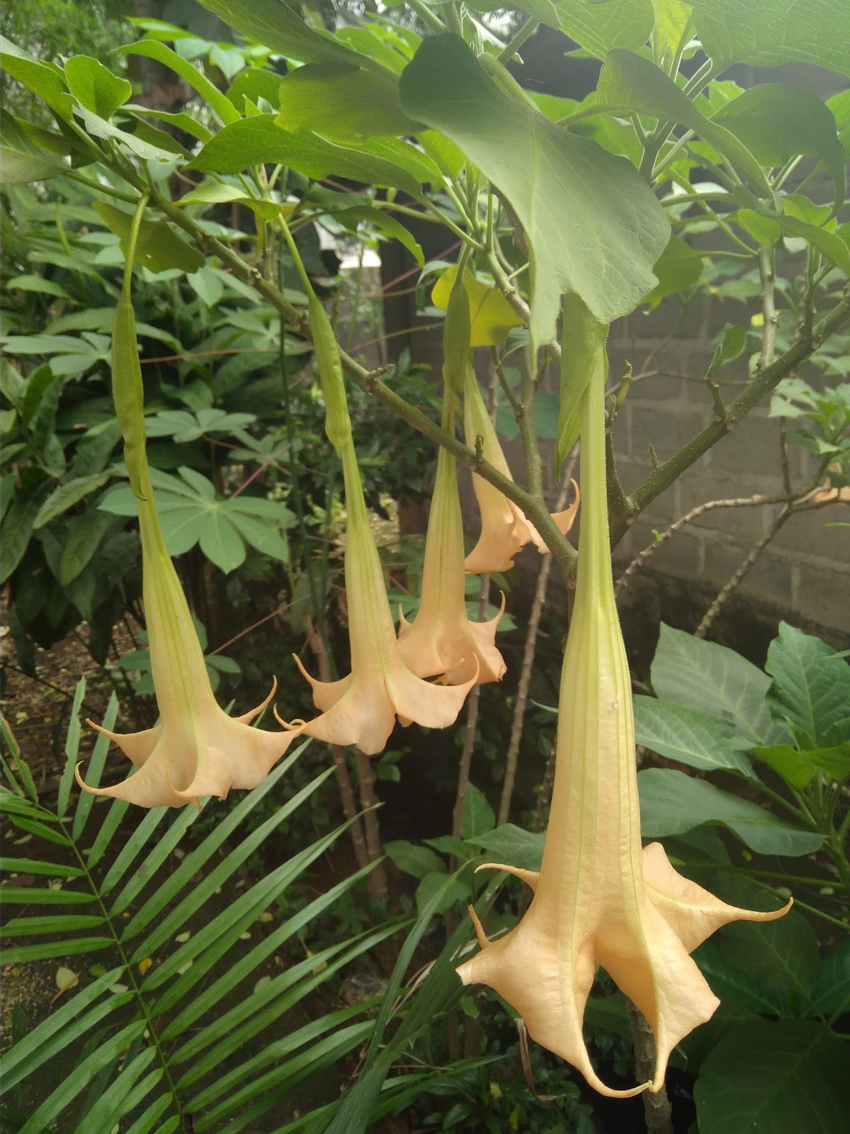 Info Terbaru 22+ Bunga Terompet