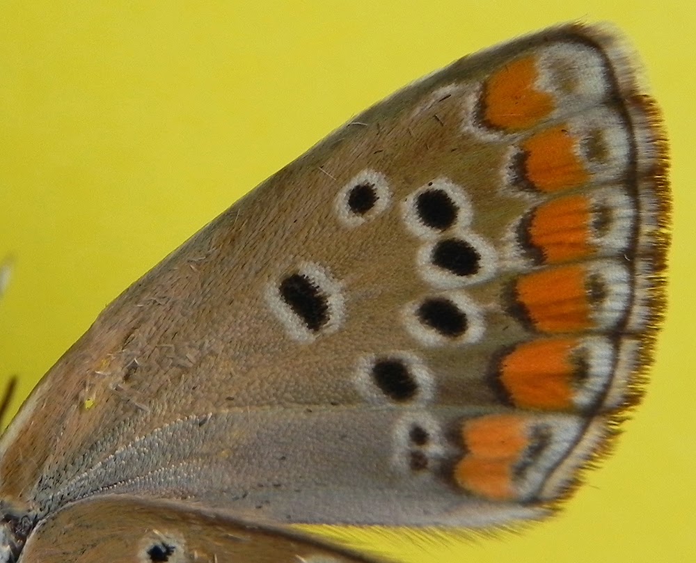 MARIPOSAS (BUTTERFLIES): Subfamilia POLYOMMATINAE Tribu POLYOMMATINI ...