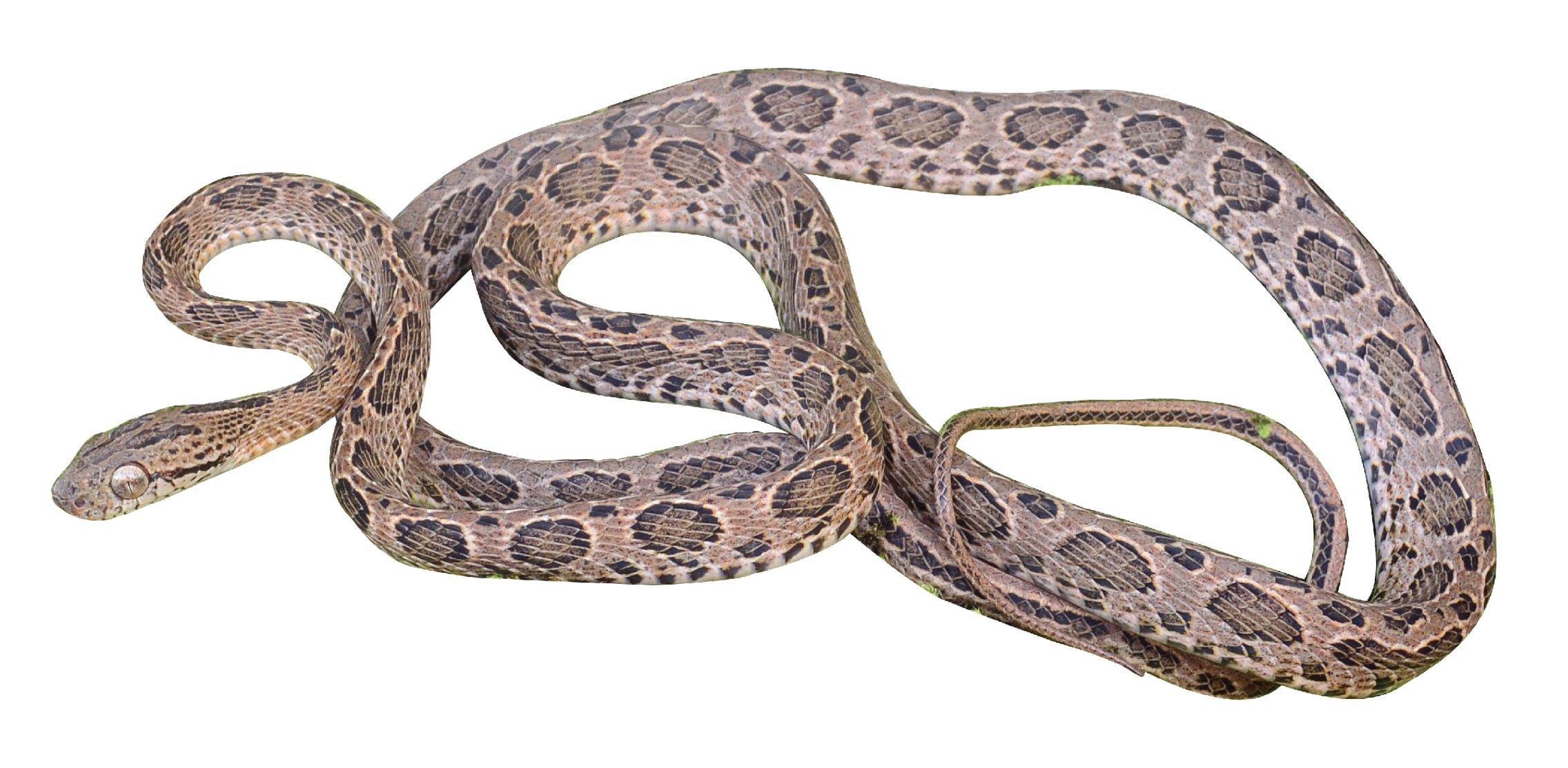 Species New to Science: [Herpetology • 2020] Phylogenetic Relationships ...