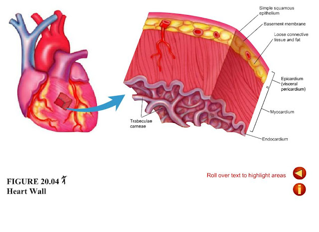 Fisiologia Humana in foco: CAMADAS DA PAREDE CARDÍACA