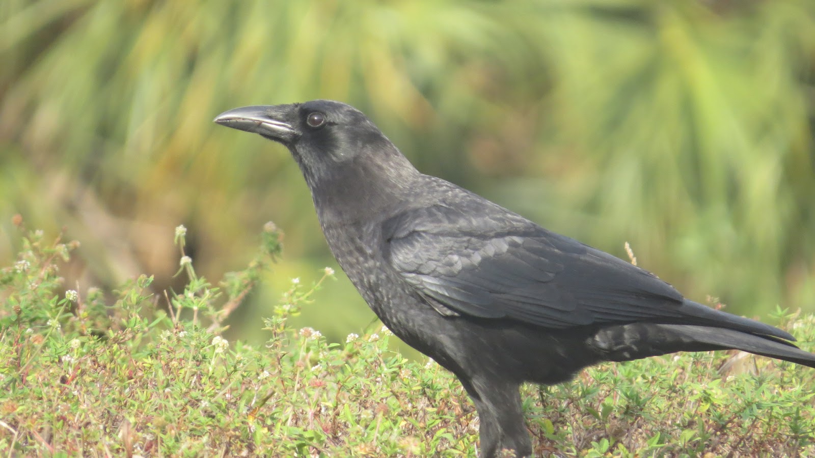 Florida Suncoast Birding: What Kind of Crow is This?