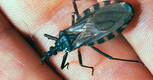 Reflexiones Y Tips Para Ti: Este insecto puede lucir completamente ...