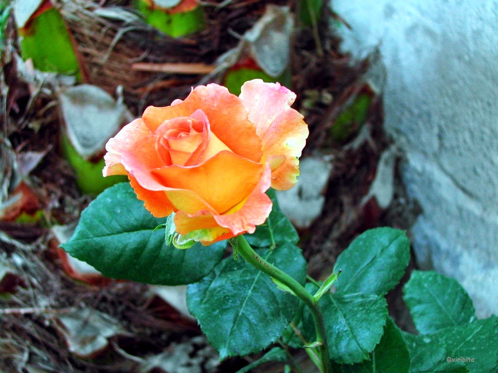 Entre amigos: Olor a rosas