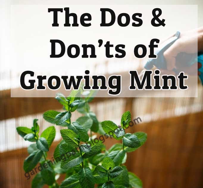 The Dos & Don’ts of Growing Mint