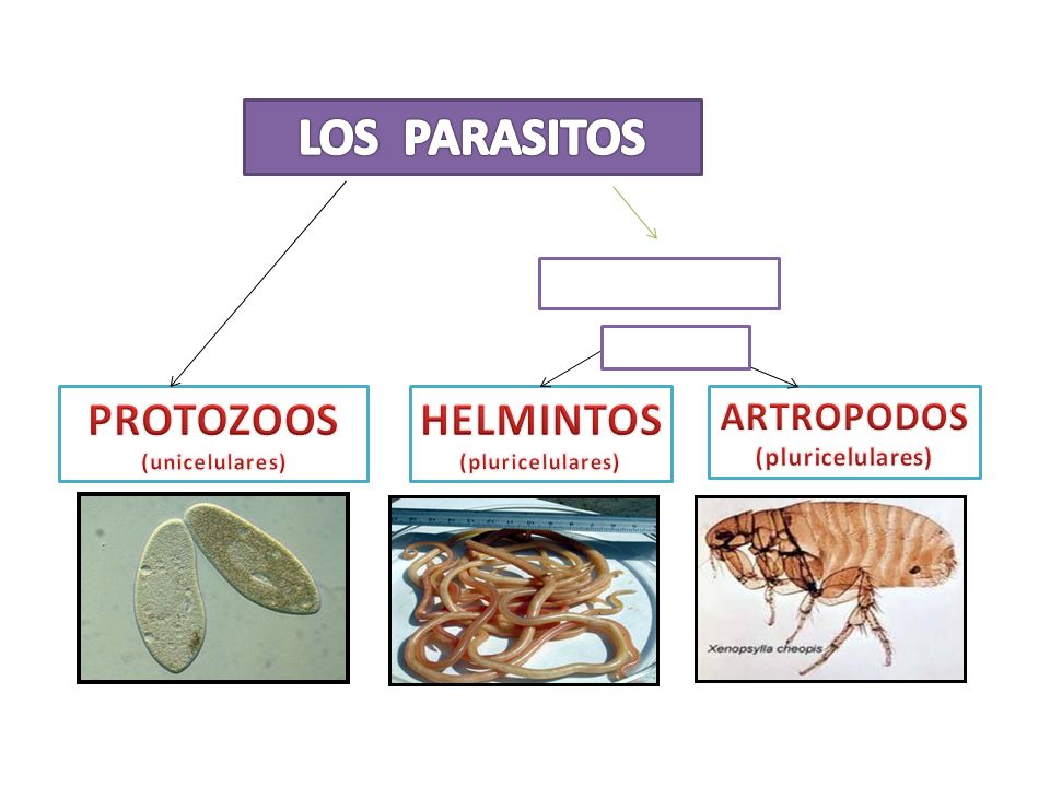 Parásitos