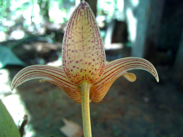 Wild orchids in sumatra: 700. 7. Bulbophyllum sumatranum forma ...