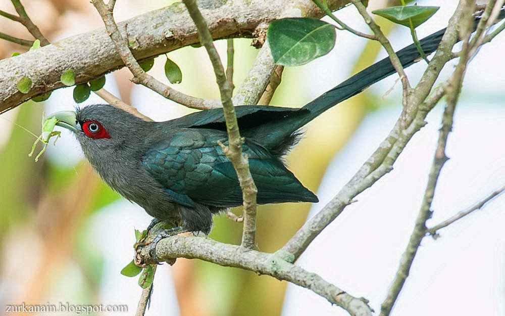 Zul Ya - Birds of Peninsular Malaysia: Black Bellied Malkoha V13