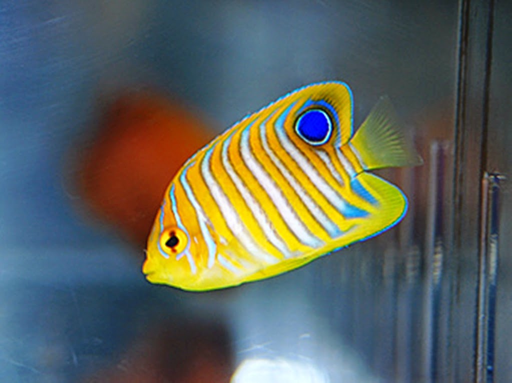 Angelfish - Ikan Angel