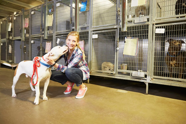 How to Volunteer For Your Local Dog Shelter - Doglopedix