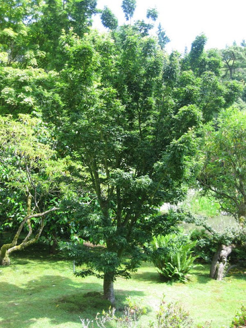 SJG bloom 2011: JUNE, p. 5: maples and the meaning of indumentum