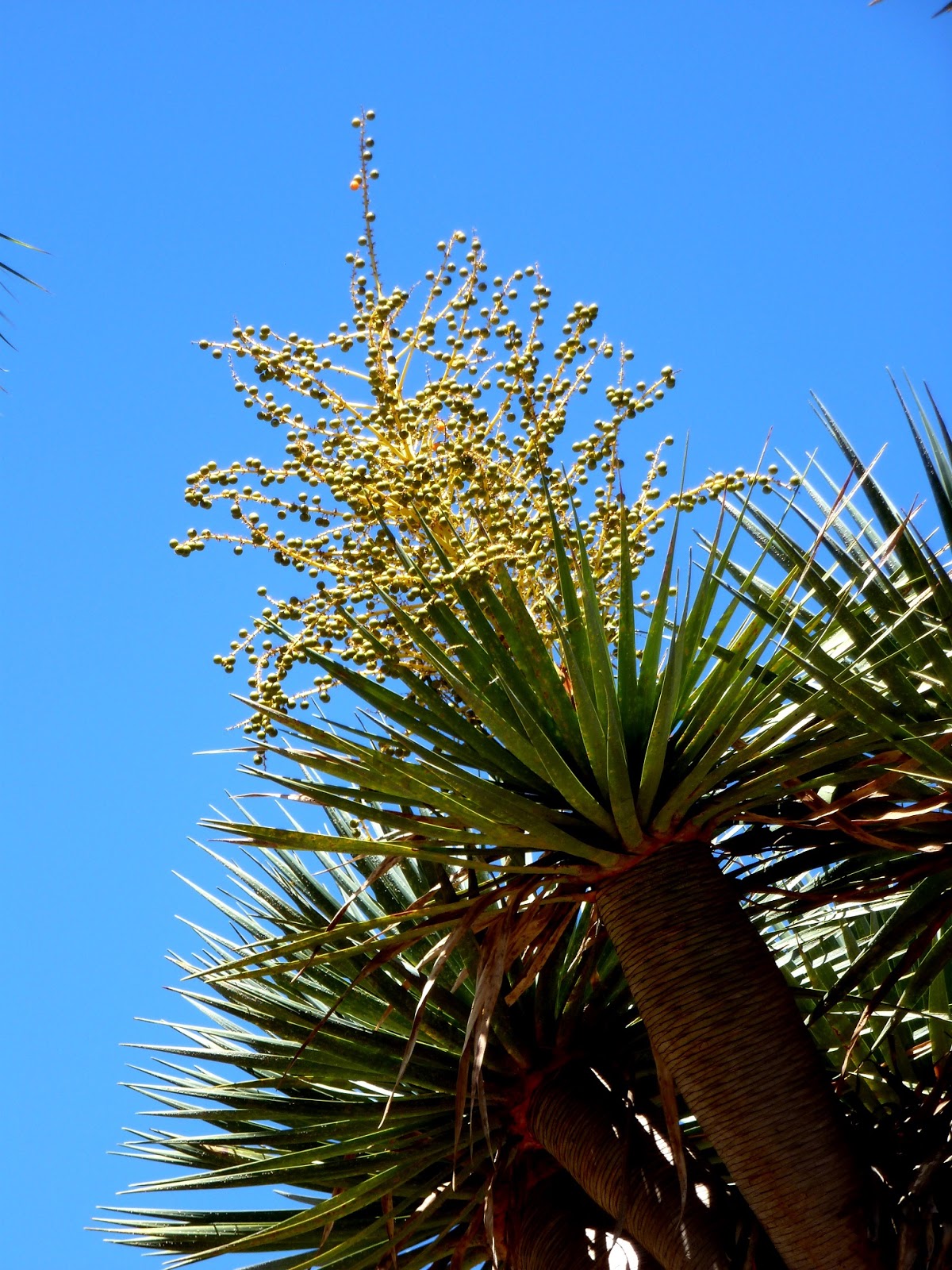 Árboles con alma: Drago de Canarias. (Dracaena draco)