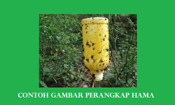 Cara Membuat Perangkap Hama Lalat Buah Pada Tanaman Cabai