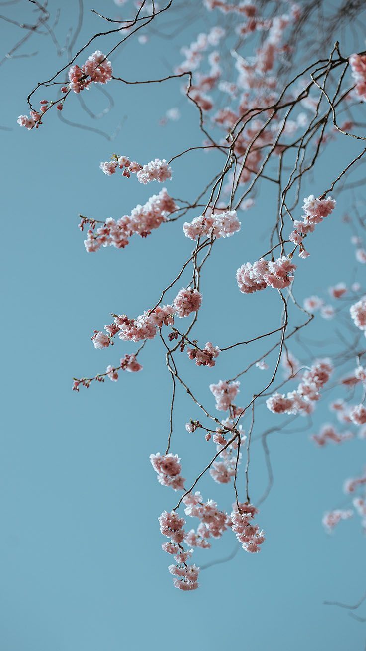 Top 10 Trending Springtime Wallpaper for iPhone and Background on ...
