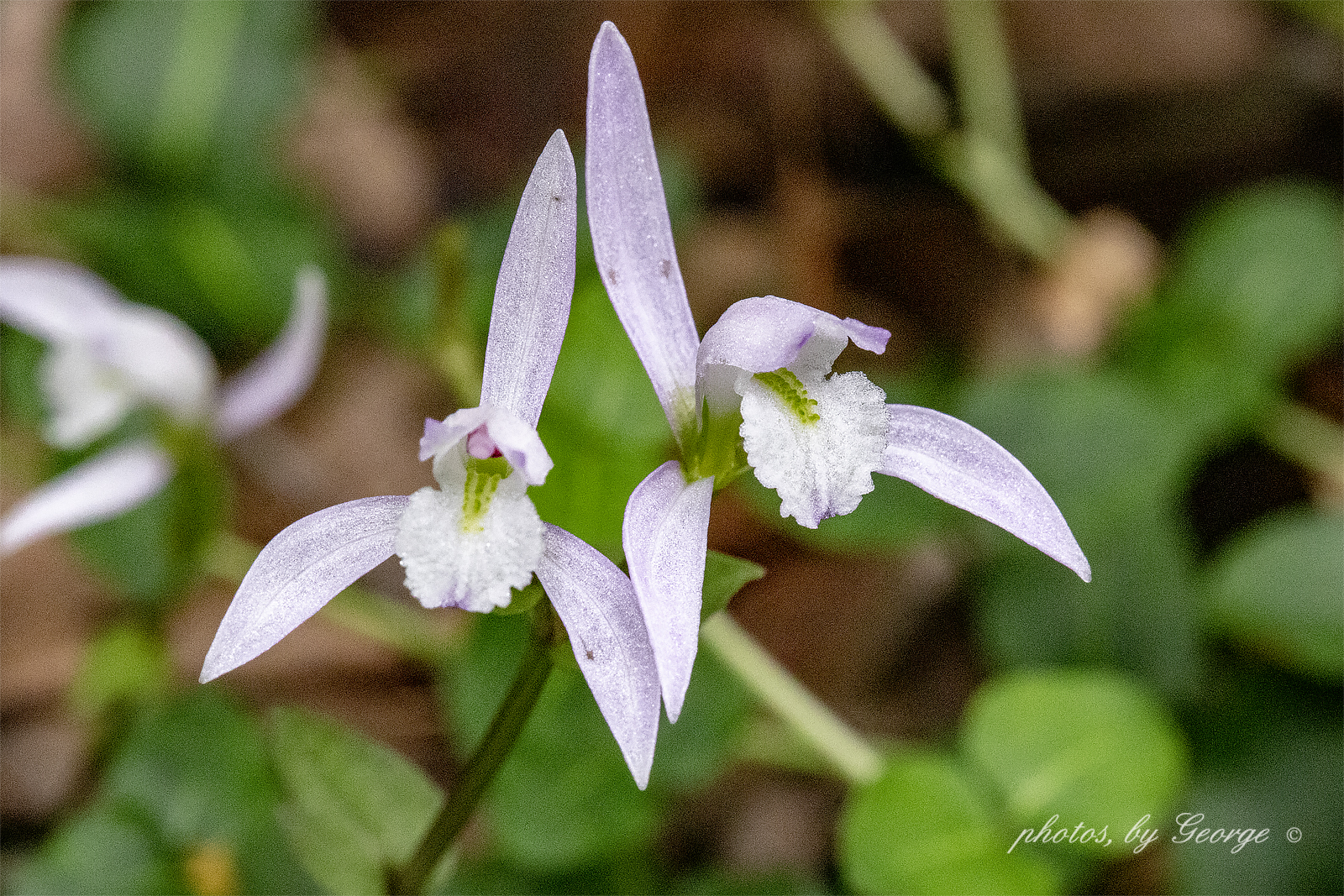 "What's Blooming Now" : Three Birds Orchid (Triphora trianthophoros)