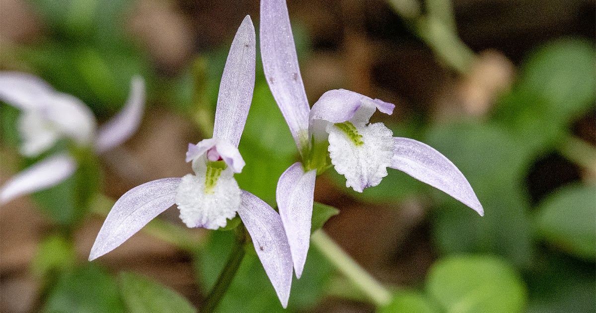 "What's Blooming Now" : Three Birds Orchid (Triphora trianthophoros)
