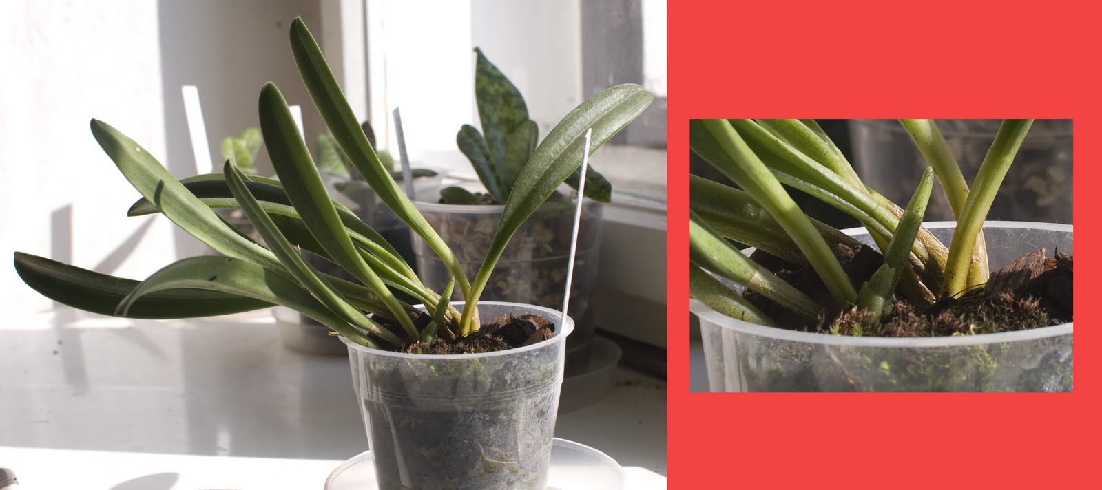 orchideje, kaktusy a jiné rostliny - petr turecký: masdevallia echo jde ...