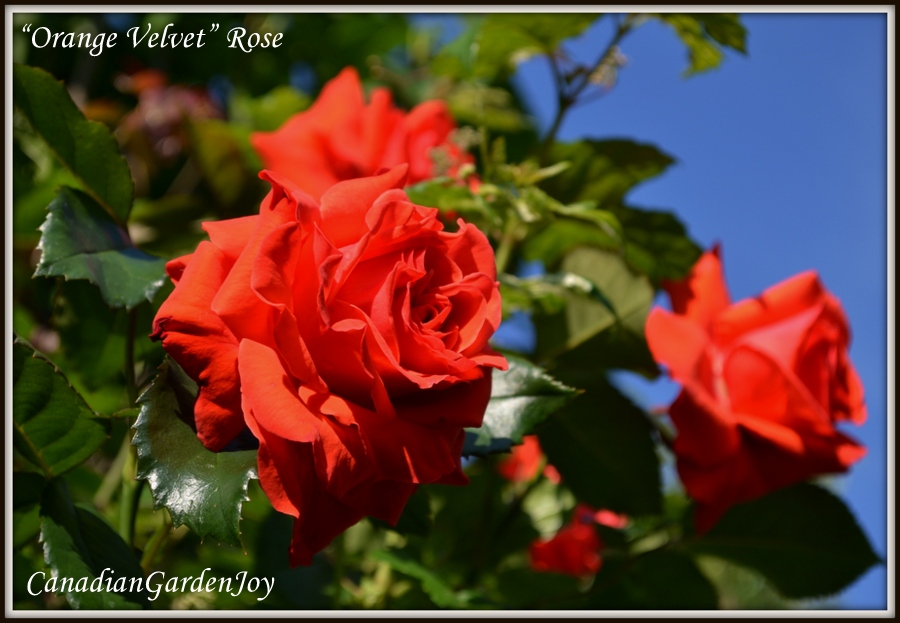 CanadianGardenJoy: Roses and running colours ....