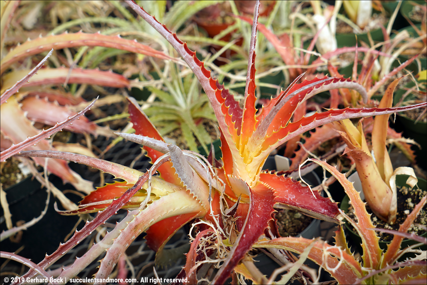 Visiting Mr. Hechtia, Andy Siekkinen