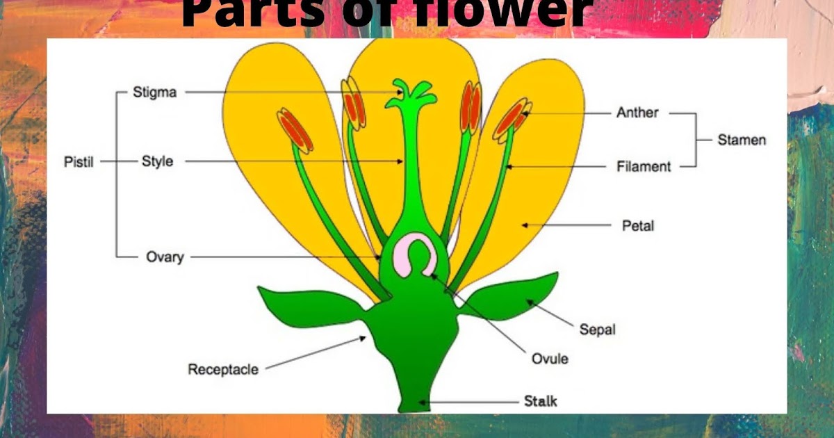 Flower | Parts of flower ~ Flowers