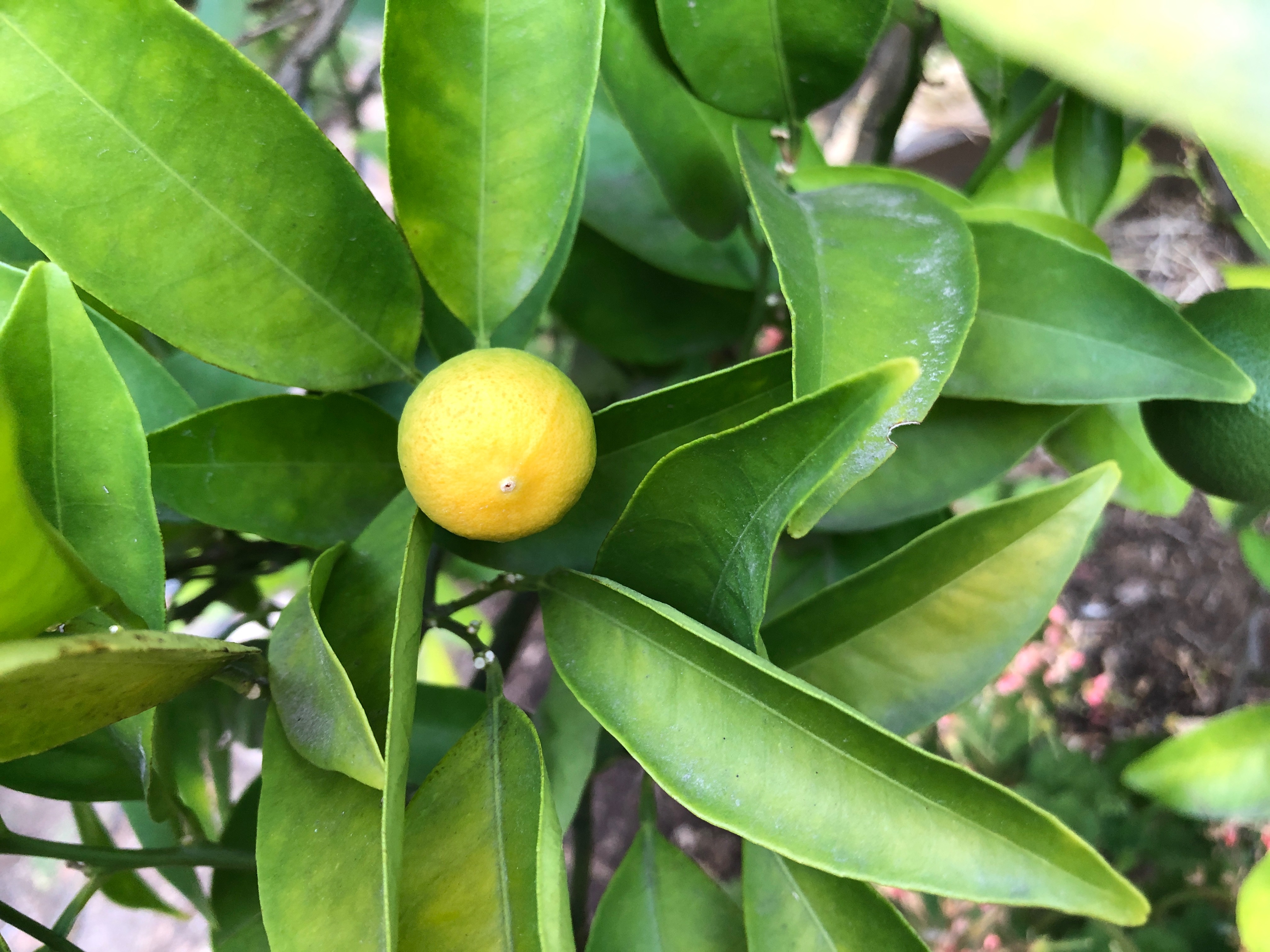 Citrus trees, beloved and bewildering