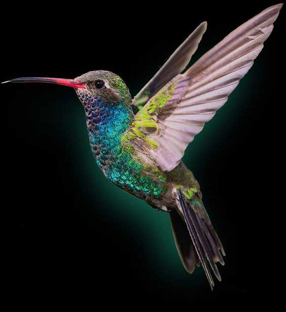 EL COLIBRÍ DANZANTE