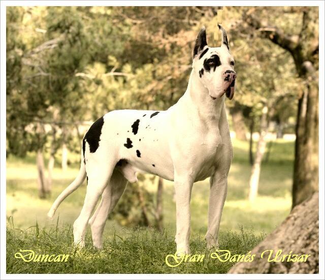GRAN DANES