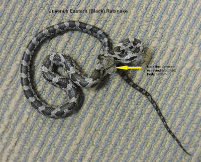 Capital Naturalist by Alonso Abugattas: Eastern (Black) Ratsnakes