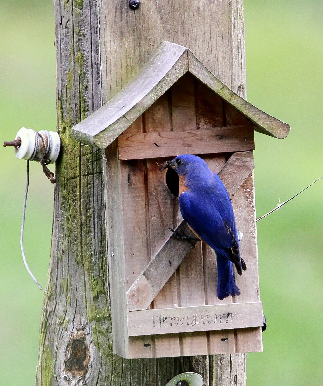 Gary's Outdoor Wanderings2: A BLUEBIRD AND A CARDINAL