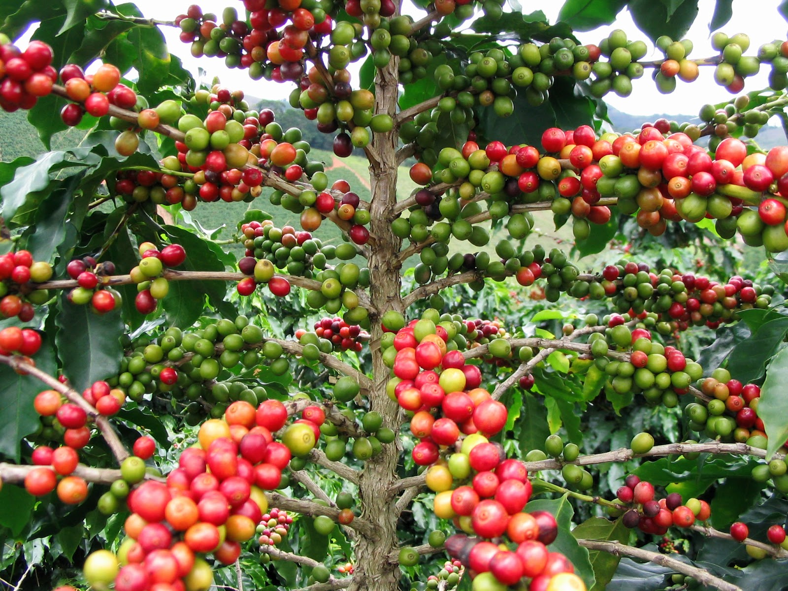 Fruit Warehouse: Coffea ( Coffea arabica )