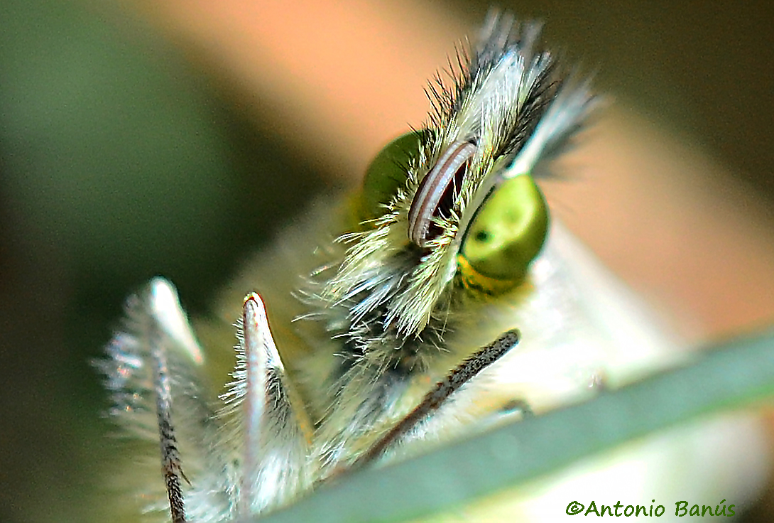 APRENDIENDO CON LA VISTA: Insectos que fotografié en 2017 I
