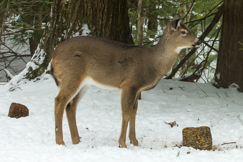 Karen Casebeer Photography: Do Deer Have Personalities?