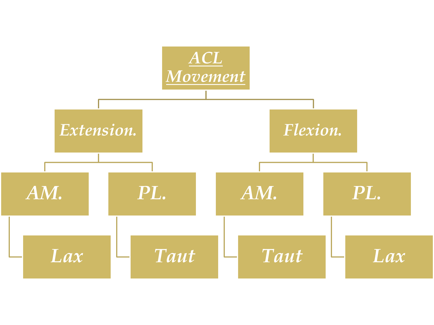Radiology Channel: Anatomy of bundles of ACL and PCL.