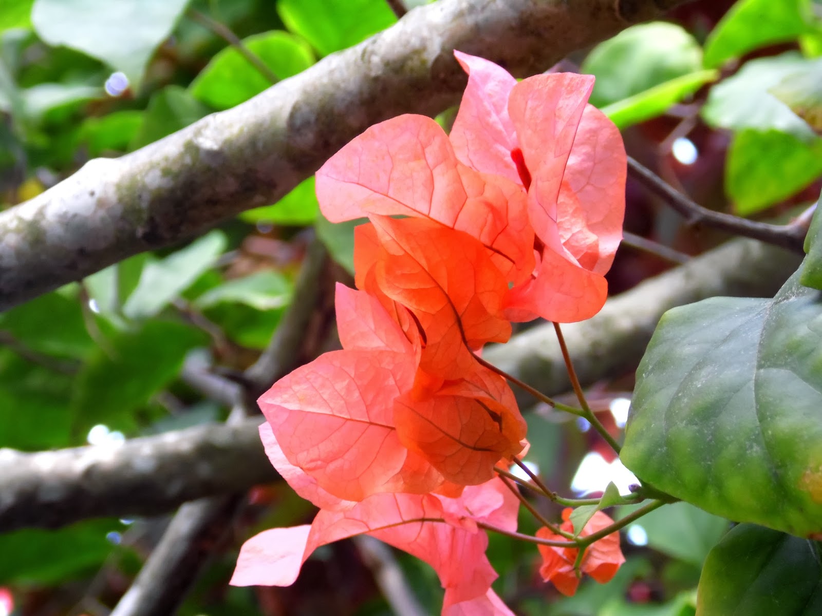 Travellers' Steps: A Honeymoon in Rarotonga, The Cook Islands - South ...