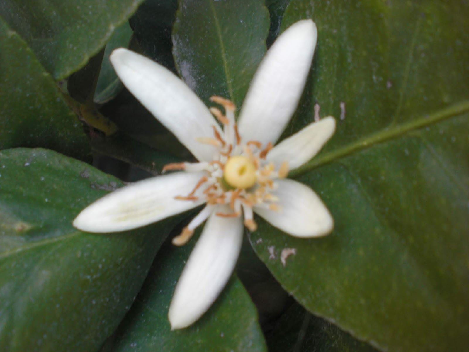 Perfumes y luces de Extremadura: Flor de limonero.