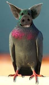 Từ Điển Trẻ: Chim lợn có nghĩa là gì