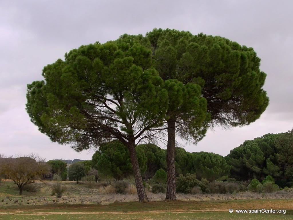 Días de aplomo: CANCIÓN DEL PINO