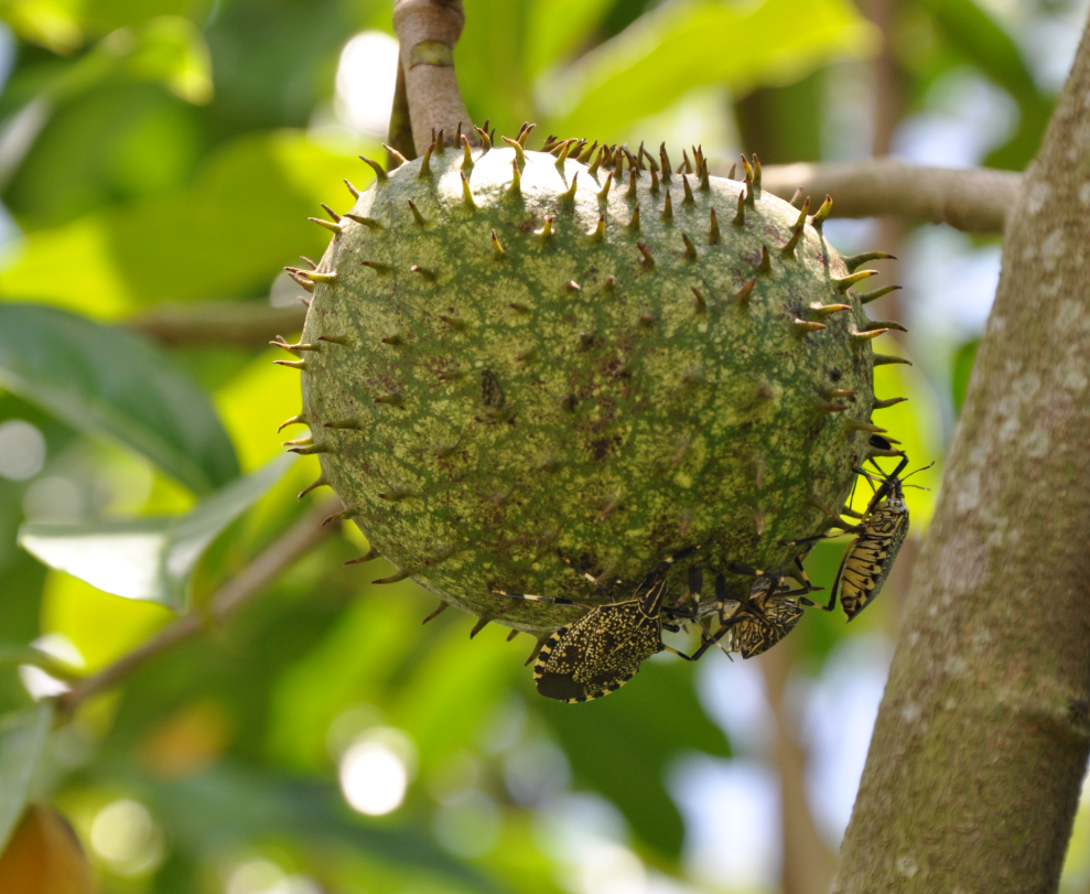 Sweet thirty hour stay - Taitung