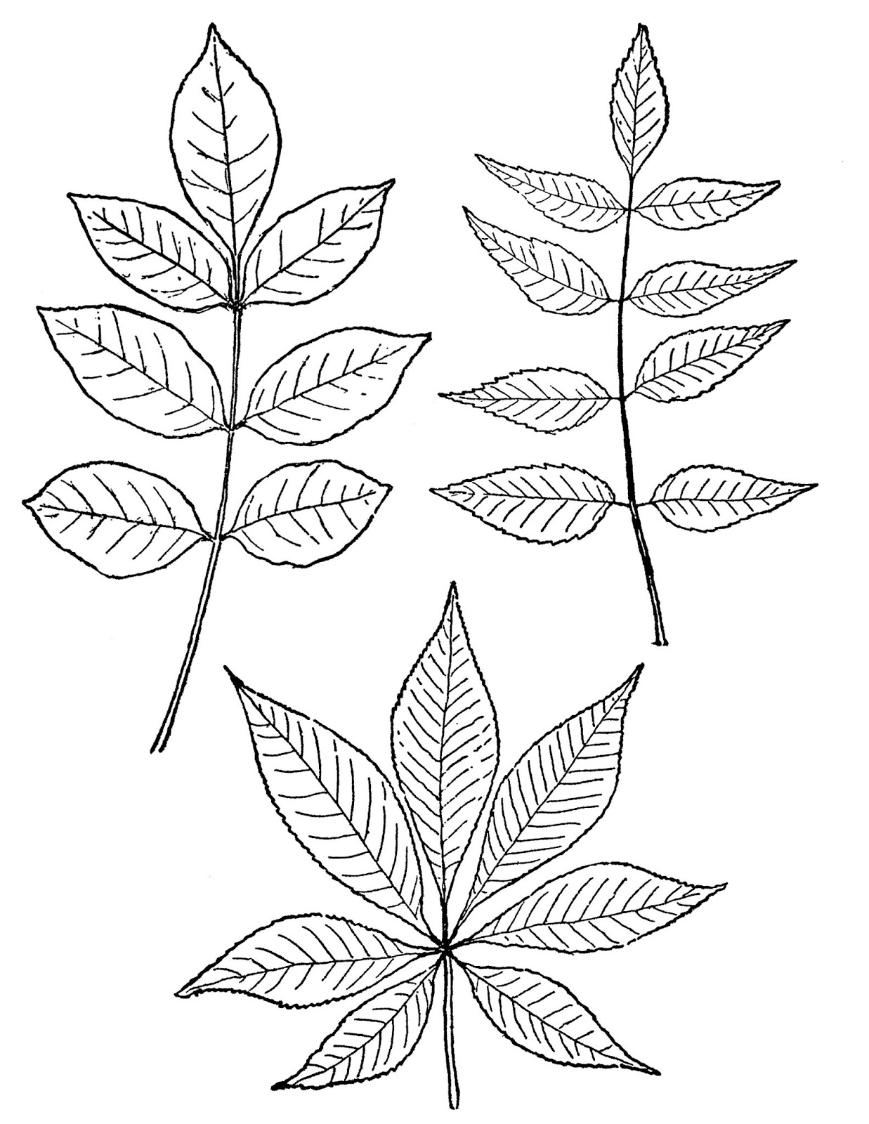 The Graphics Monarch: Royalty Free Leaves Hand Drawn Botanical Collage ... The Graphics Monarch: Royalty Free Leaves Hand Drawn Botanical Collage ...