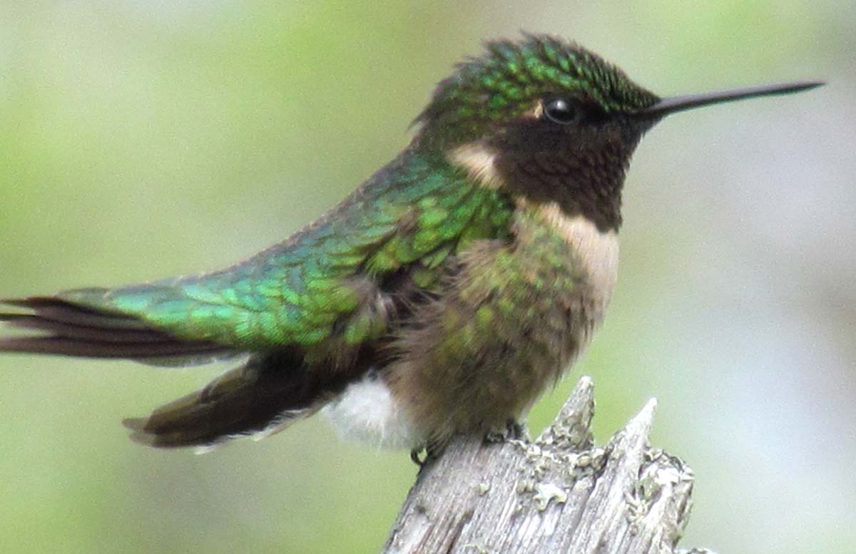 The Agatelady: Adventures and Events: The Marvelous Hummingbird