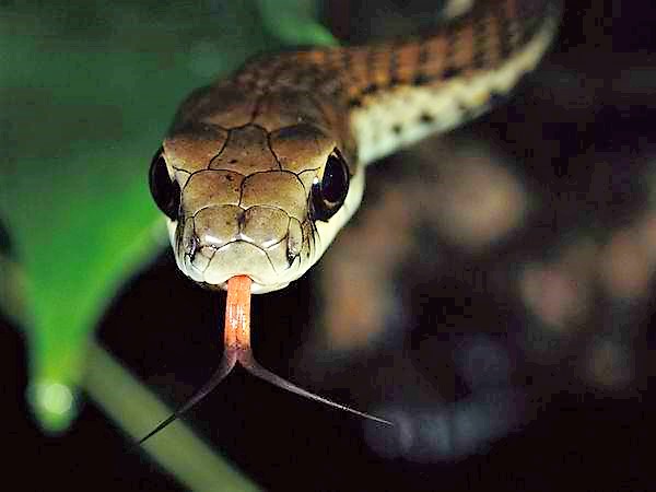 Fieggentrio: De tong van slangen