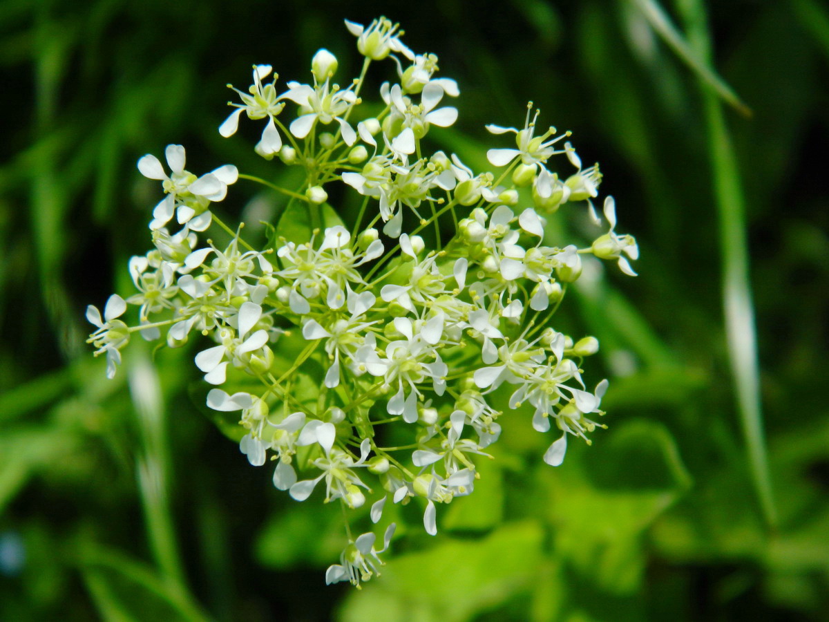 LA MULTI ANI, ROMANIA!: Flori albe de camp