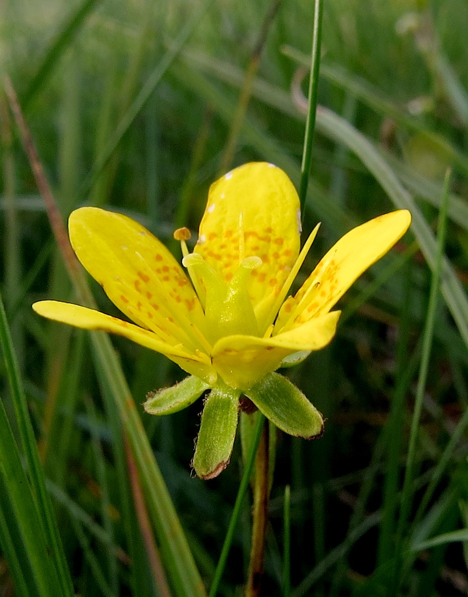 Wildwings and Wanderings: Upper Teesdale