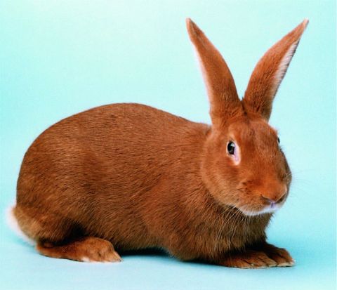 Love come save me . . .: That Ruby Red Rabbit