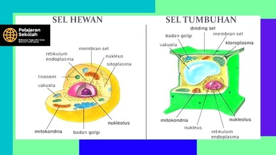 Apa Perbedaan Sel Hewan Dan Sel Tumbuhan - Perumperindo.co.id Apa Perbedaan Sel Hewan Dan Sel Tumbuhan - Perumperindo.co.id