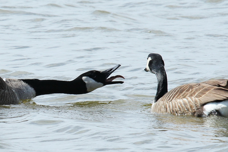 Birding Is Fun!: The Family Life of Canada Geese