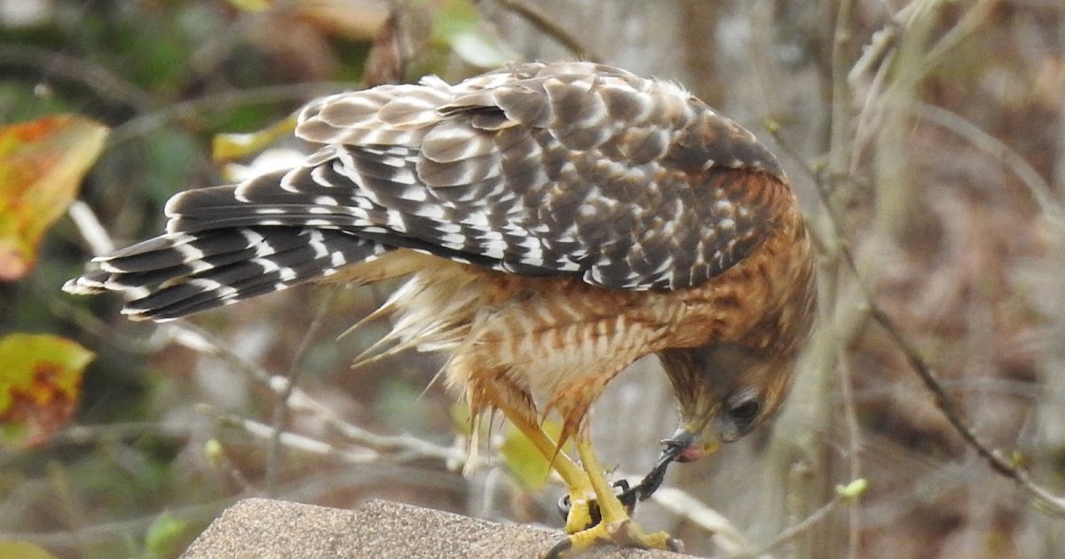 Good Reading: Henry Hawk