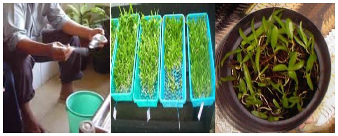 Teknik Pemeliharaan dan Aklimatisasi dalam Kultur Jaringan - Panduan ...