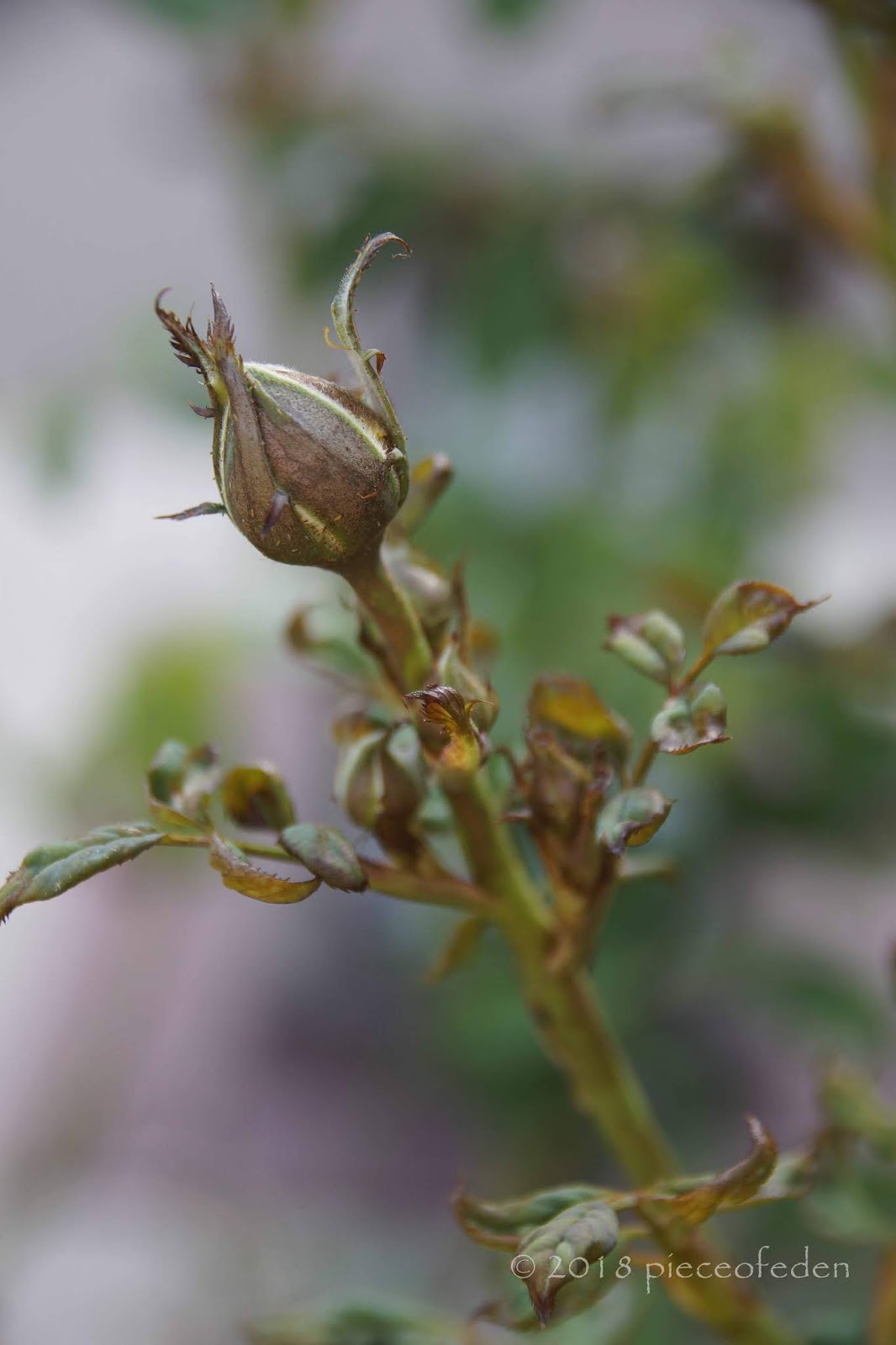 Chilli Thrips On Roses