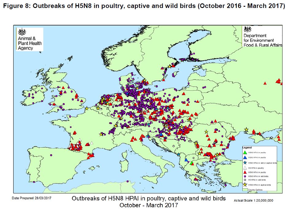 Avian Flu Diary: DEFRA: Epidemiology Report On UK Outbreaks Of H5N8 ...