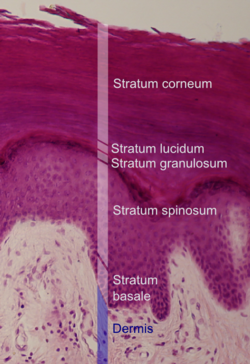 Anatomy Made Easy: Epidermis Layers